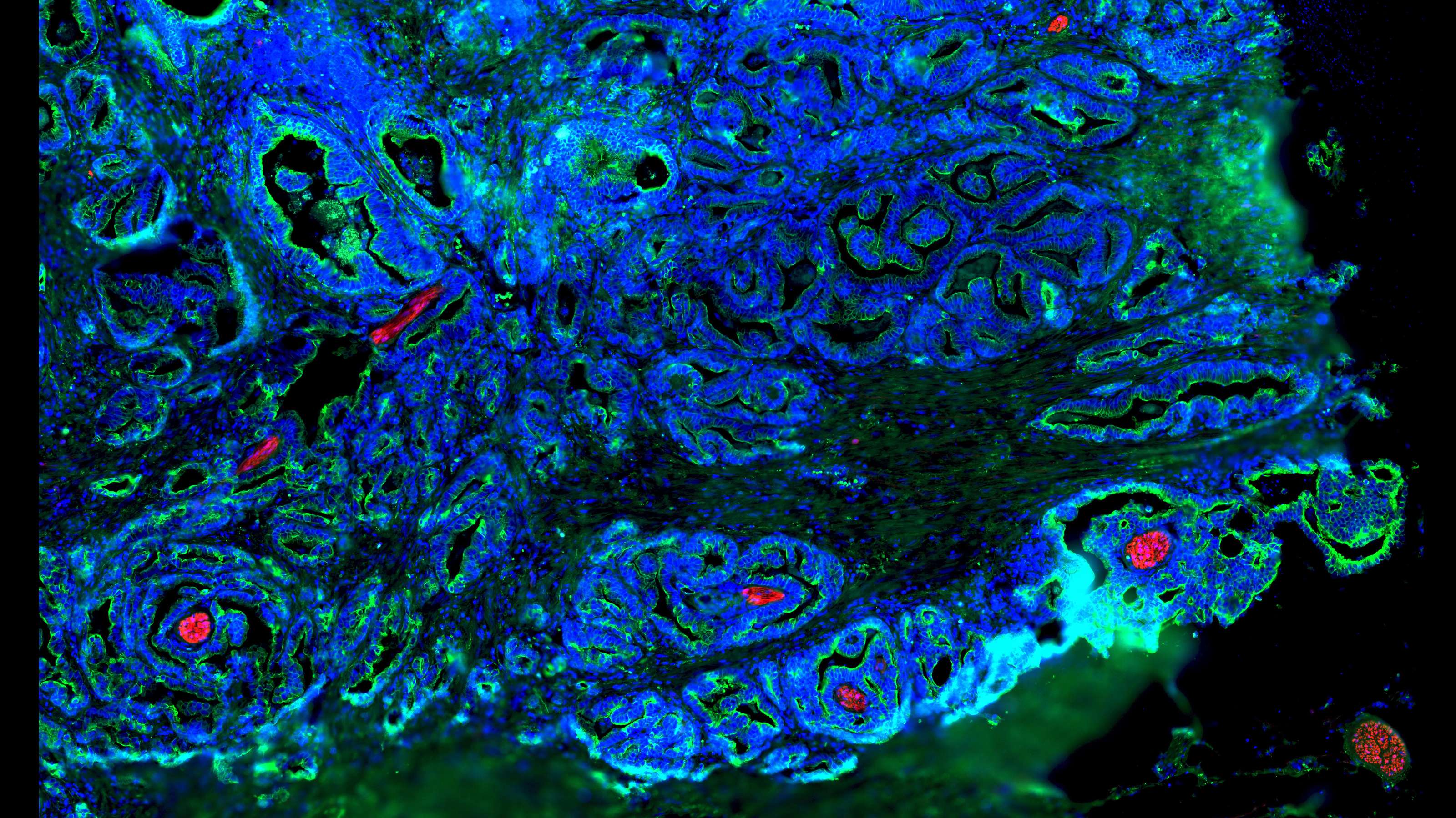 Pathologie